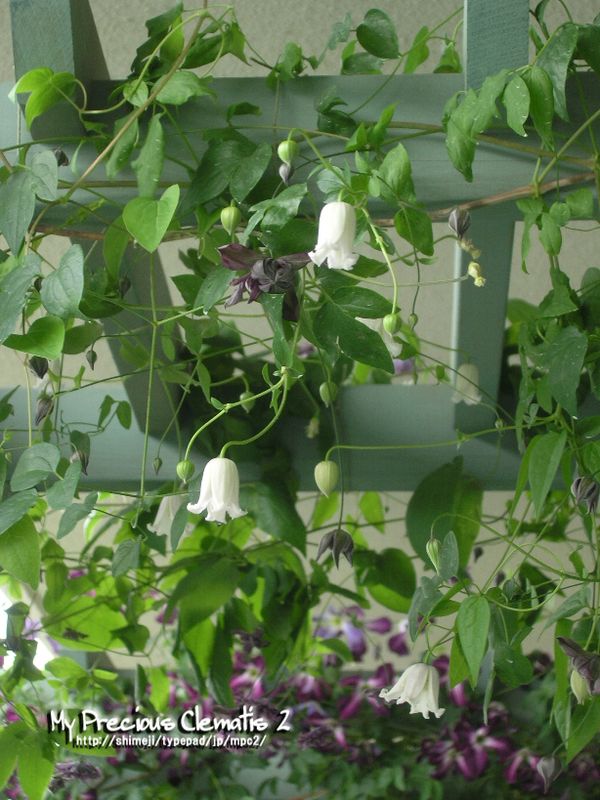 □ カイウ - My Precious Clematis 2 □ カイウ - My Precious Clematis 2