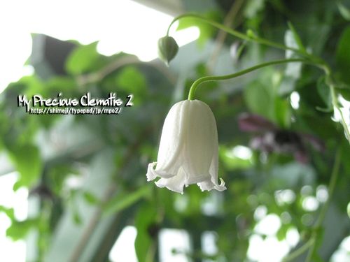□ カイウ - My Precious Clematis 2 □ カイウ - My Precious Clematis 2